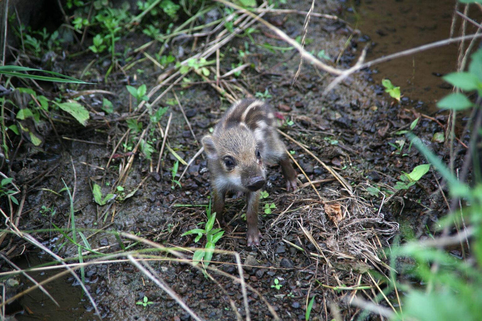 うりぼう 大分の風景 | JAPAN WEB MAGAZINE 「日本の風景」 JAPAN SCENE