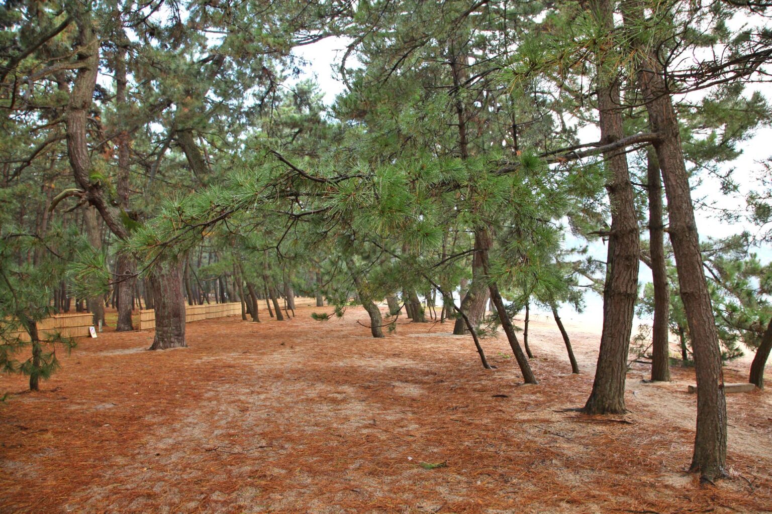 気比の松原 福井の風景 | JAPAN WEB MAGAZINE 「日本の風景」 JAPAN SCENE